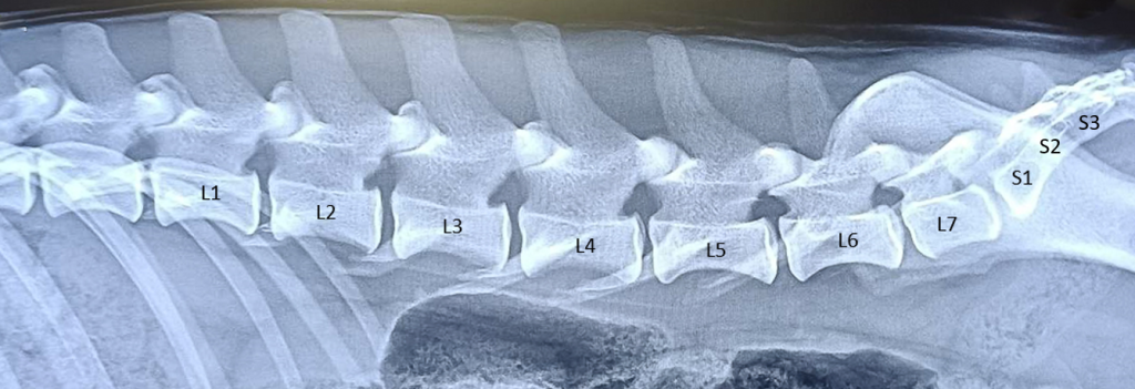 LTV = Lumbosacral Transitional Vertebrae – Almkullens Kennel