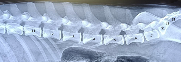 LTV = Lumbosacral Transitional Vertebrae – Almkullens Kennel